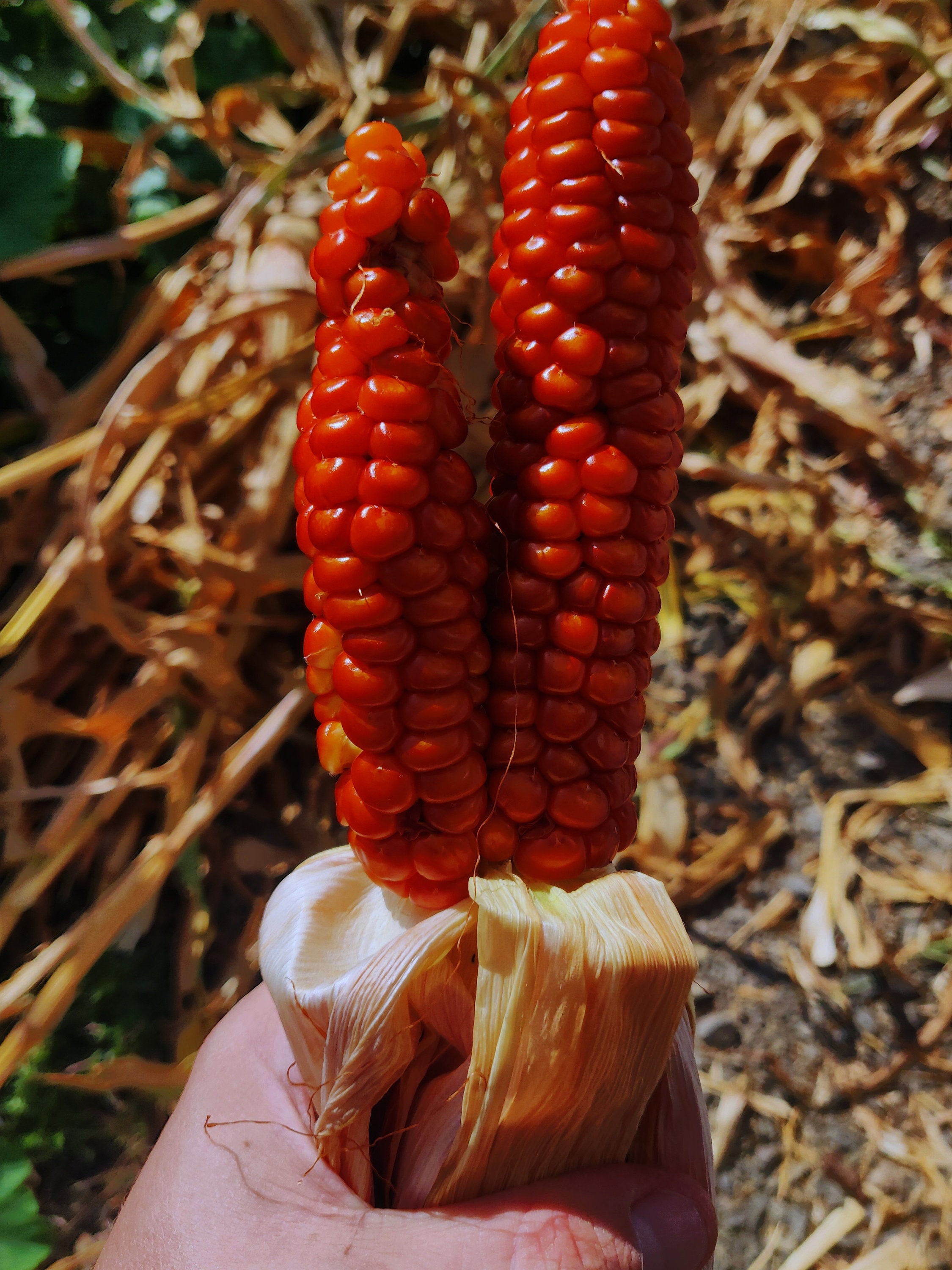 Willamette Valley Landrace Flint Corn Resists Drought & Lodging Dry ...