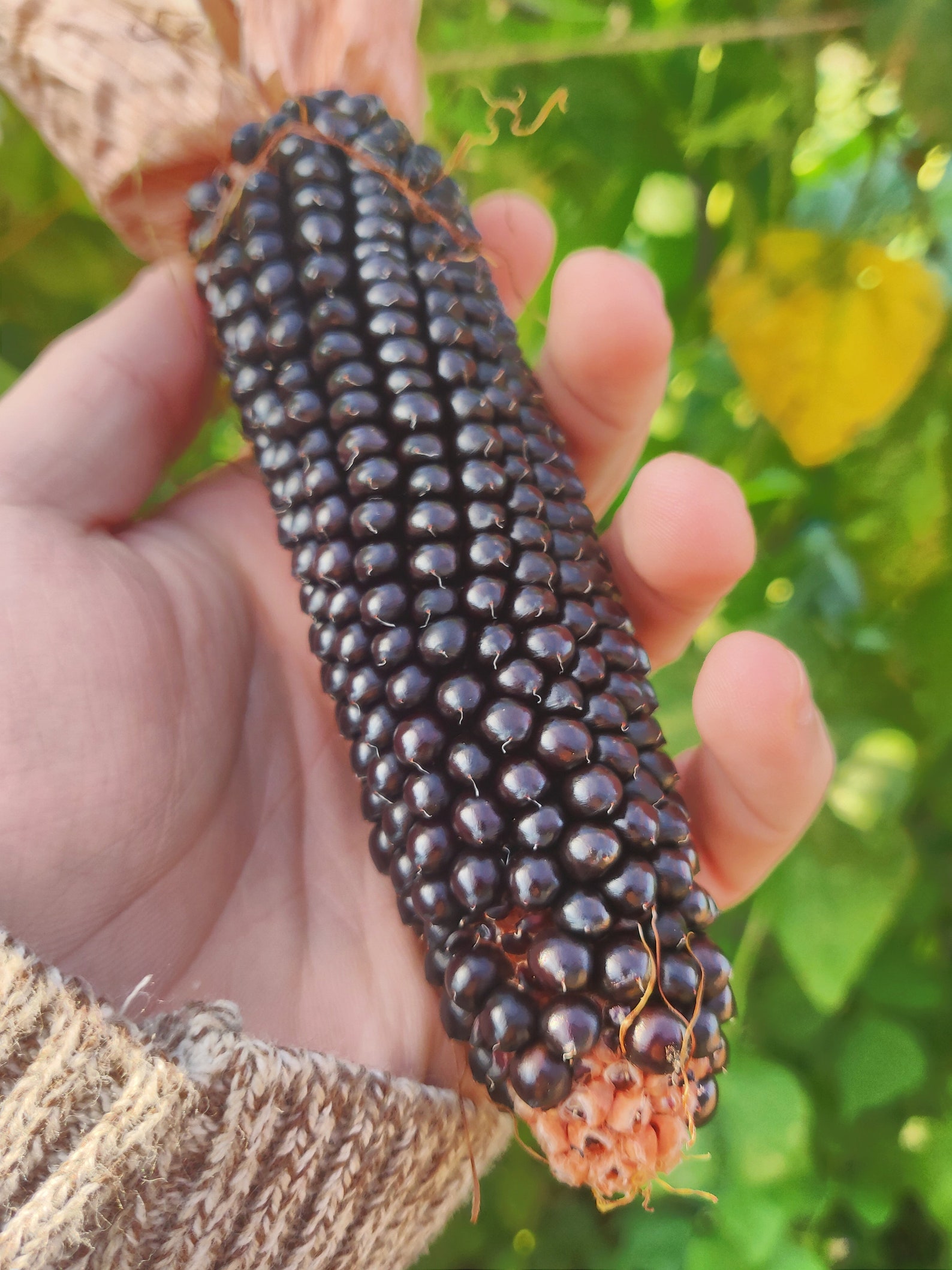 Willamette Valley Landrace Flint Corn Resists Drought & Lodging Dry ...