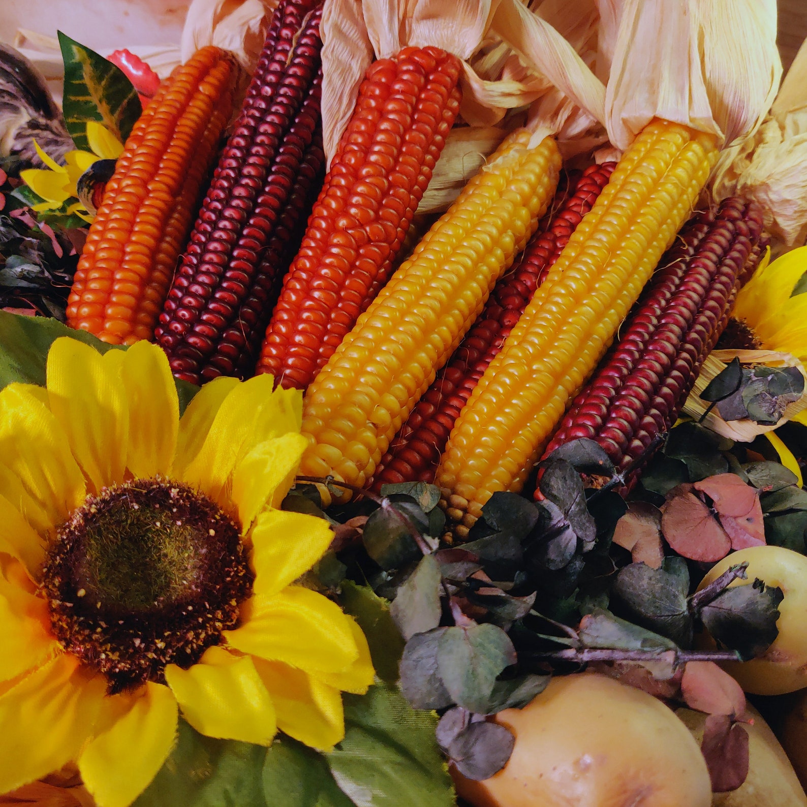 Willamette Valley Landrace Flint Corn Resists Drought & Lodging Dry ...