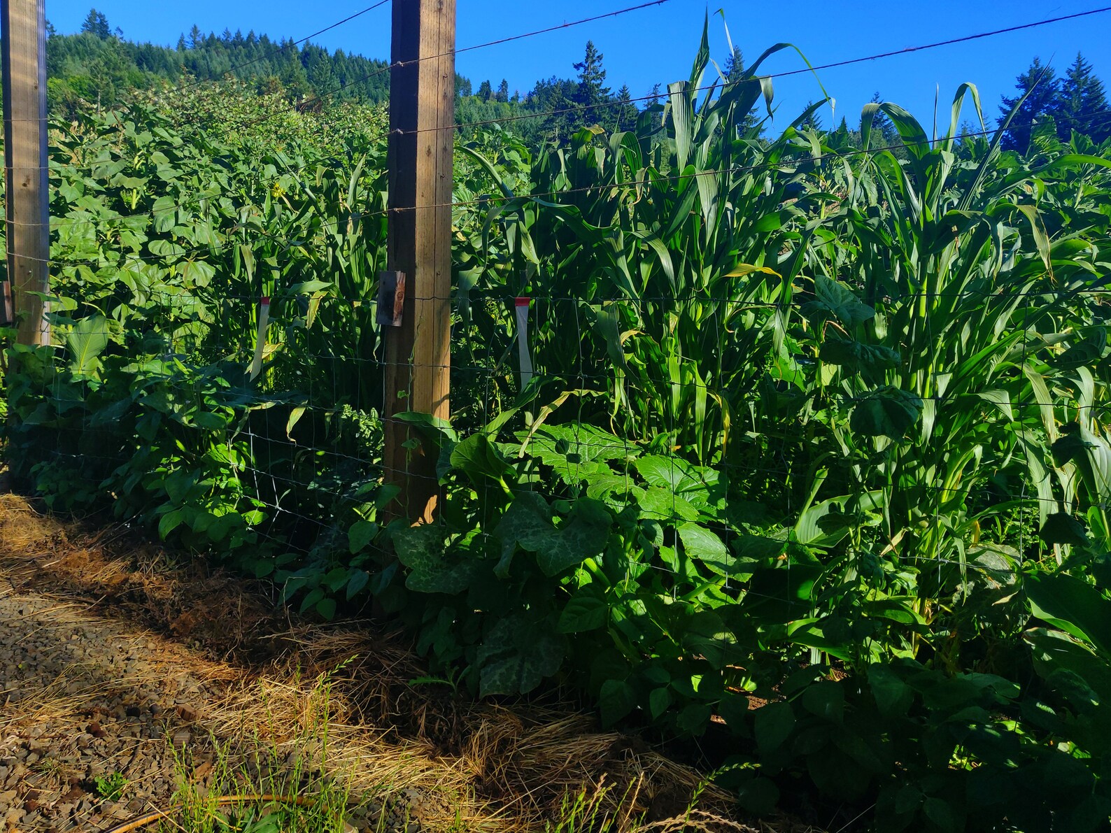 Willamette Valley Landrace Flint Corn Resists Drought & Lodging Dry ...
