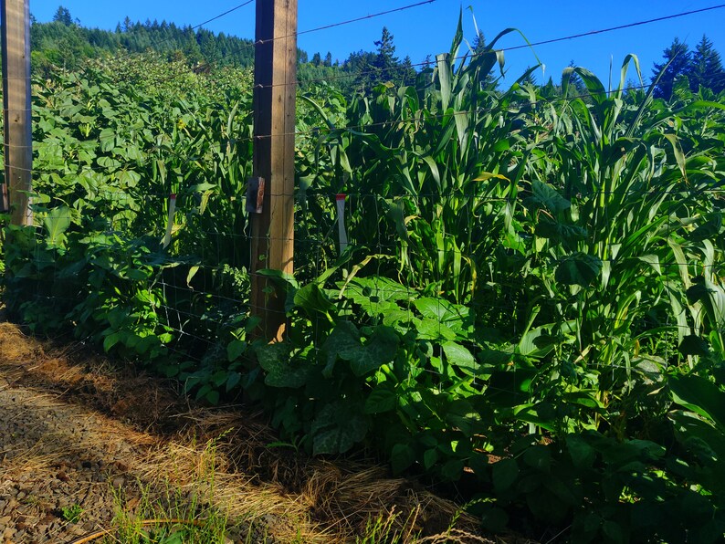 Willamette Valley Landrace Flint Corn Resists Drought & Lodging Dry ...
