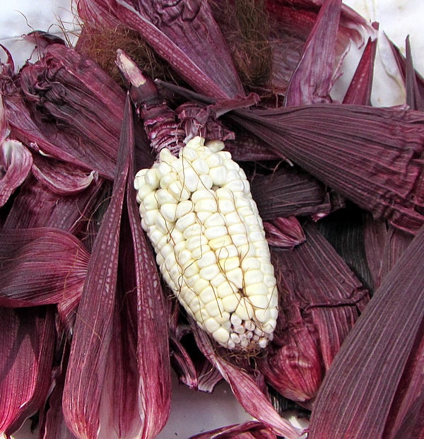 Willamette Valley Landrace Flint Corn Resists Drought & Lodging Dry ...