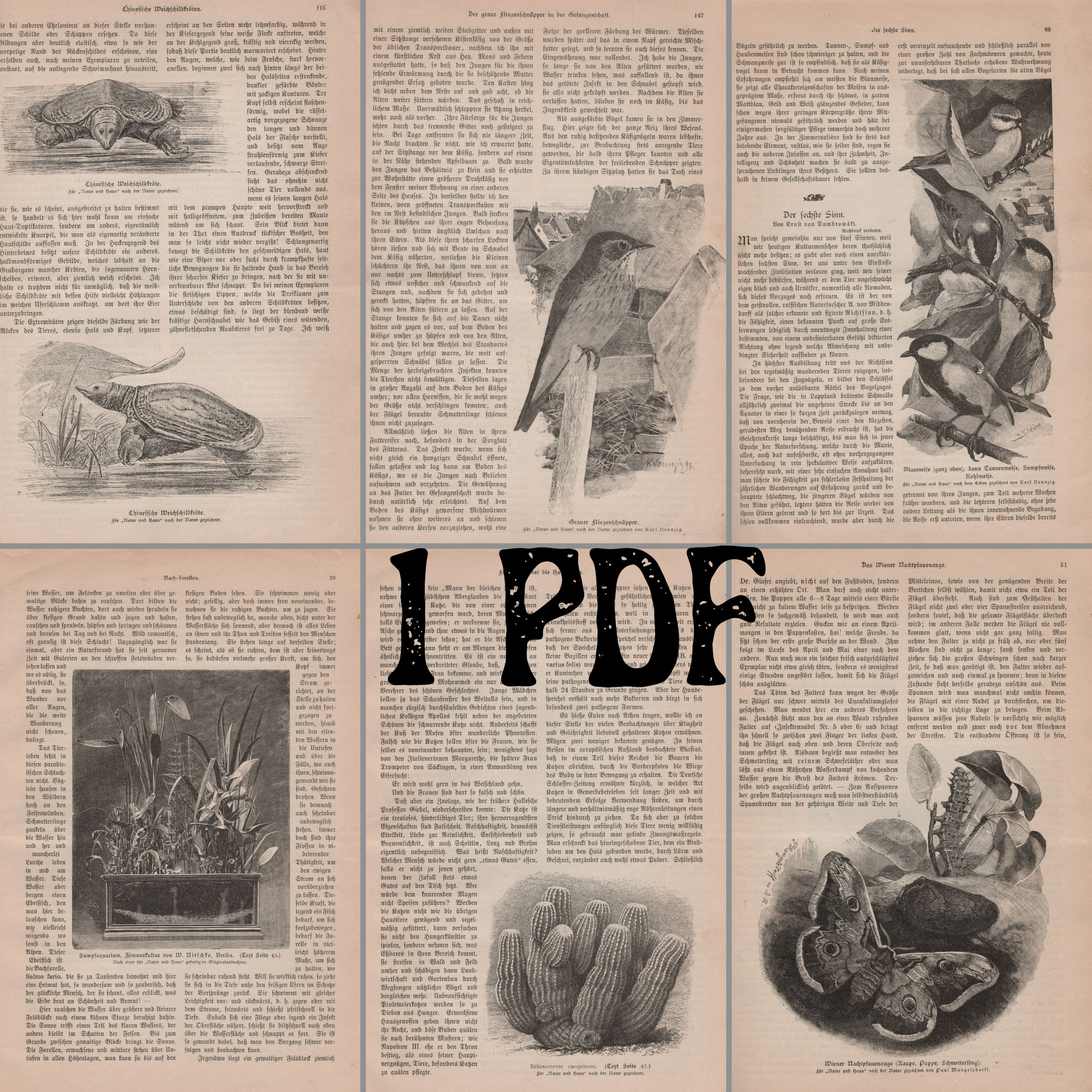 Antique Book Pages From Book About Nature, Vintage Pages From Natural ...