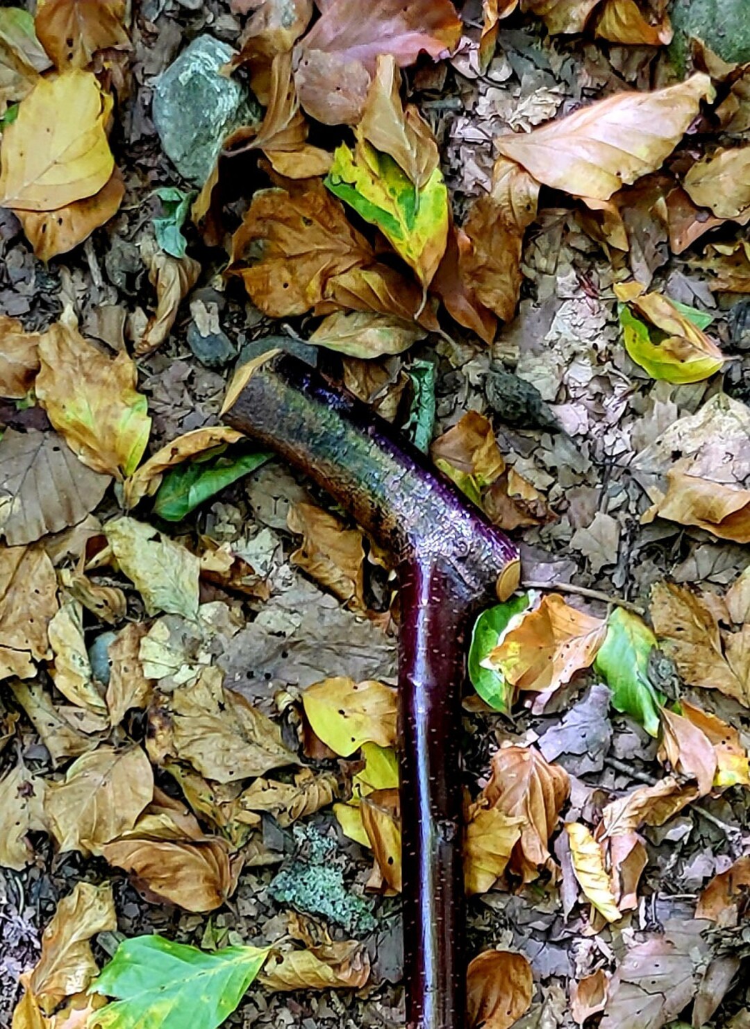 Blackthorn Walking Stick, Walking Stick Made From Blackthorn or Wild ...