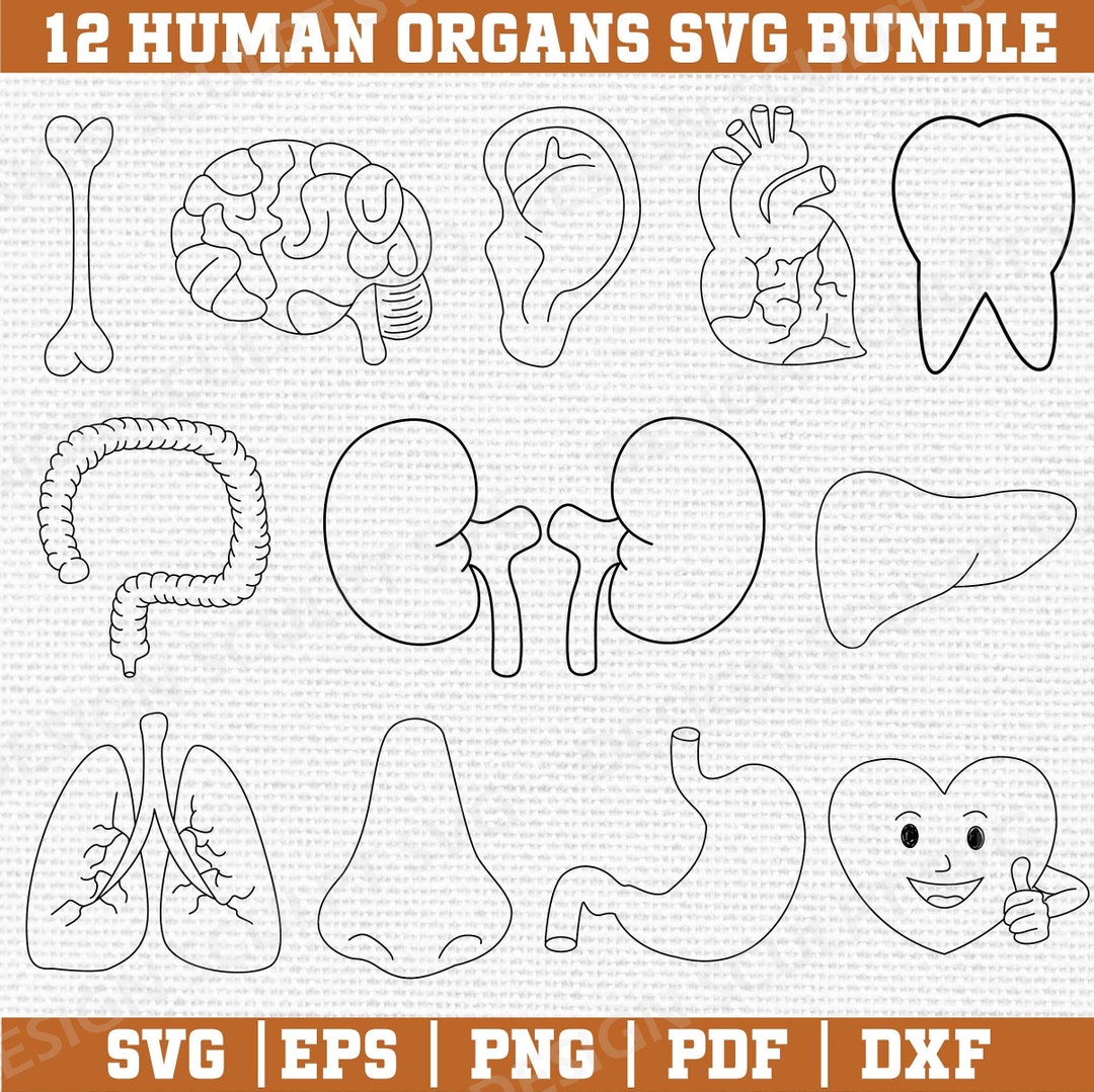 Human Body Svg, Human organs svg, Human organs doodle, Anatomy vector ...