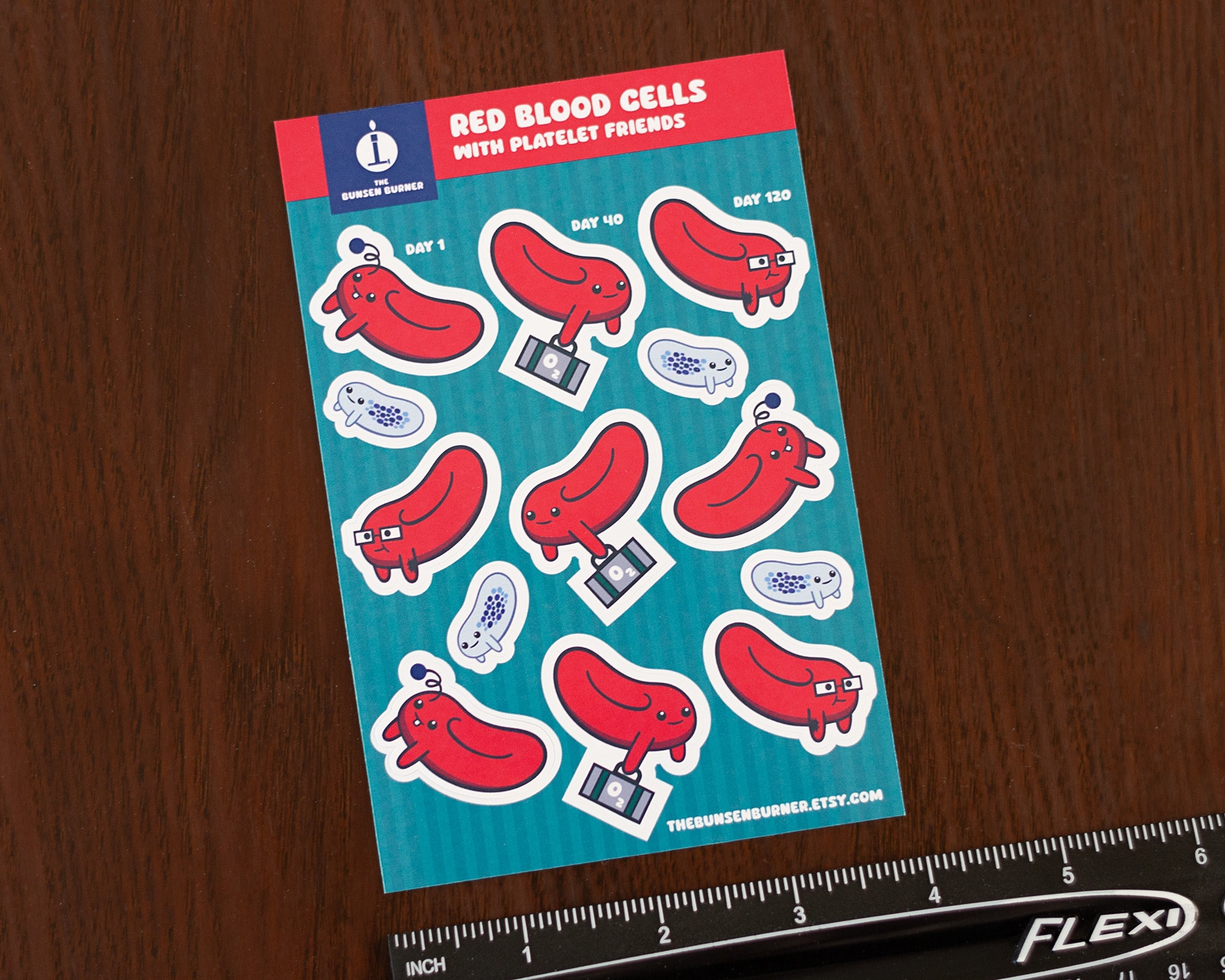 Cute Red and White Blood Cell Sticker Sheets, Anatomy and Physiology ...