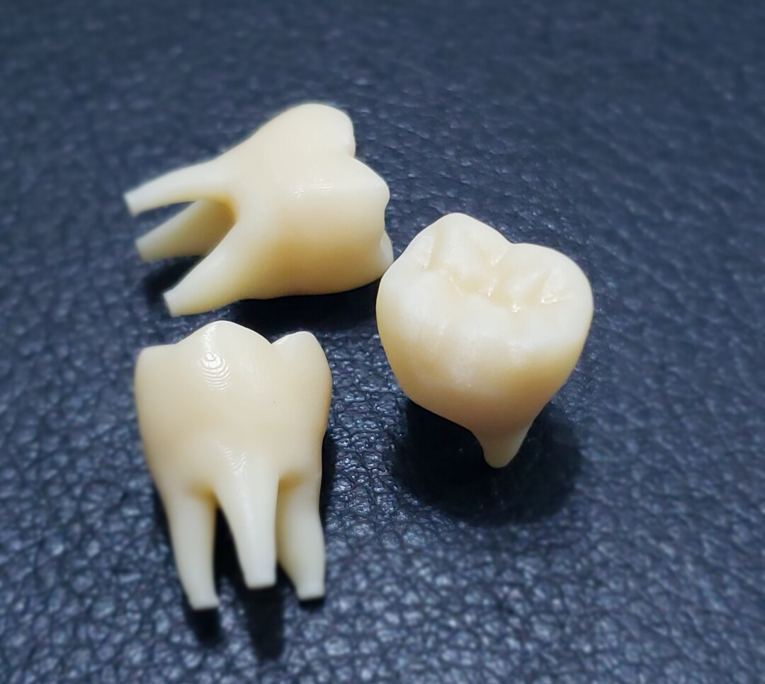 3D Printed Molar Teeth - Etsy
