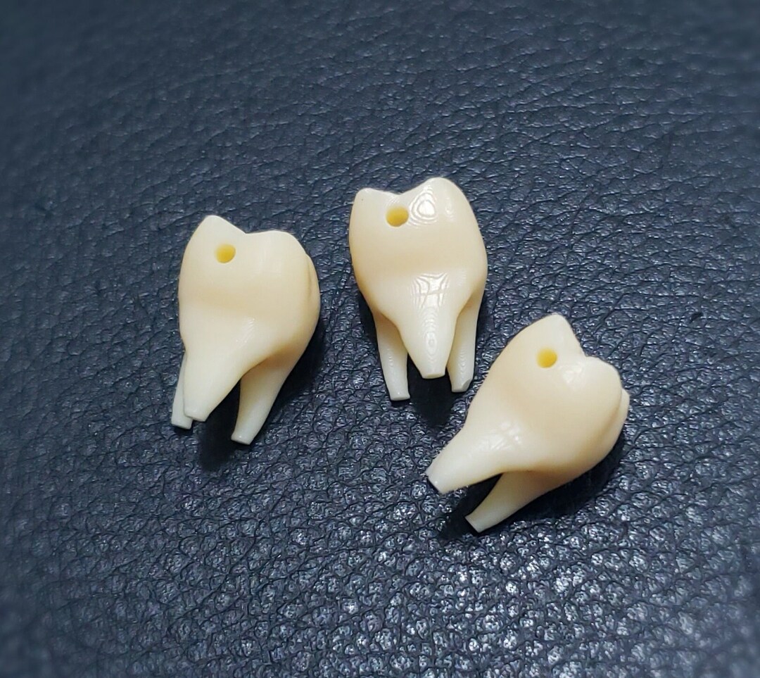 3D Printed Molar Teeth With Holes - Etsy