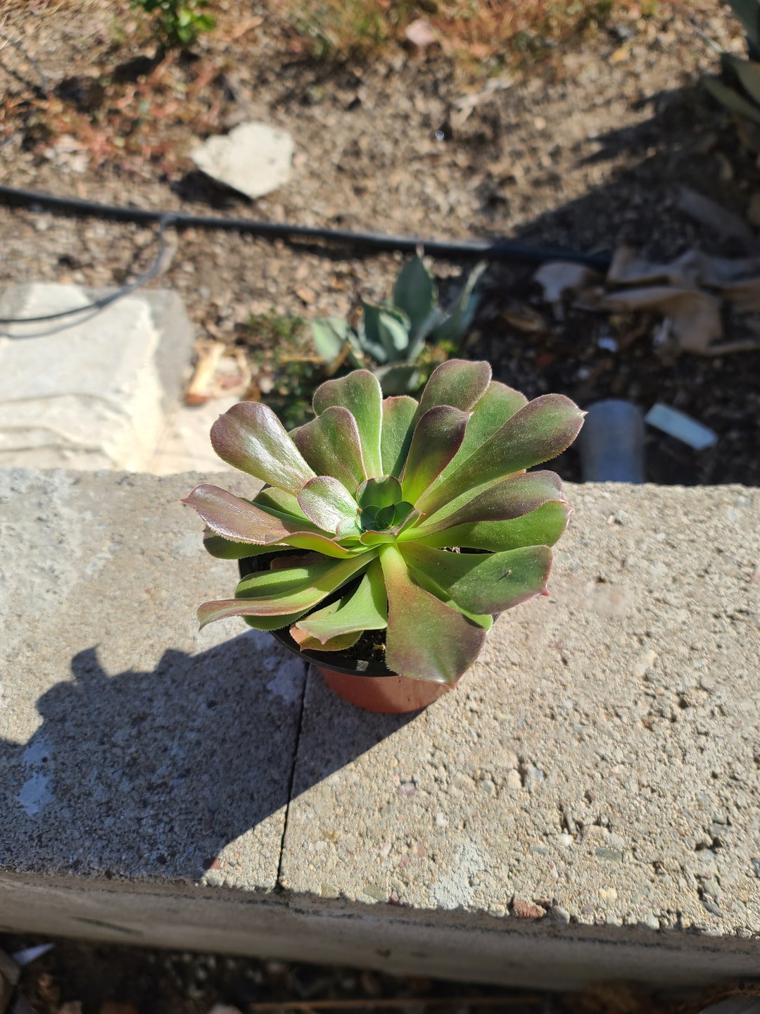 Aeonium Arboreum (pinwheel Desert Rose) - Etsy