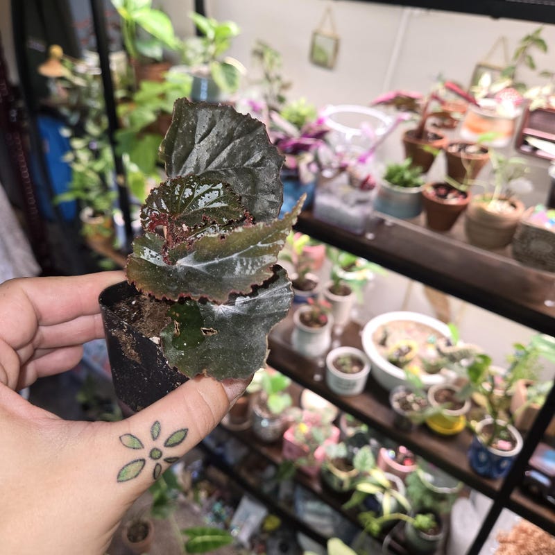 Begonia Plant - Etsy