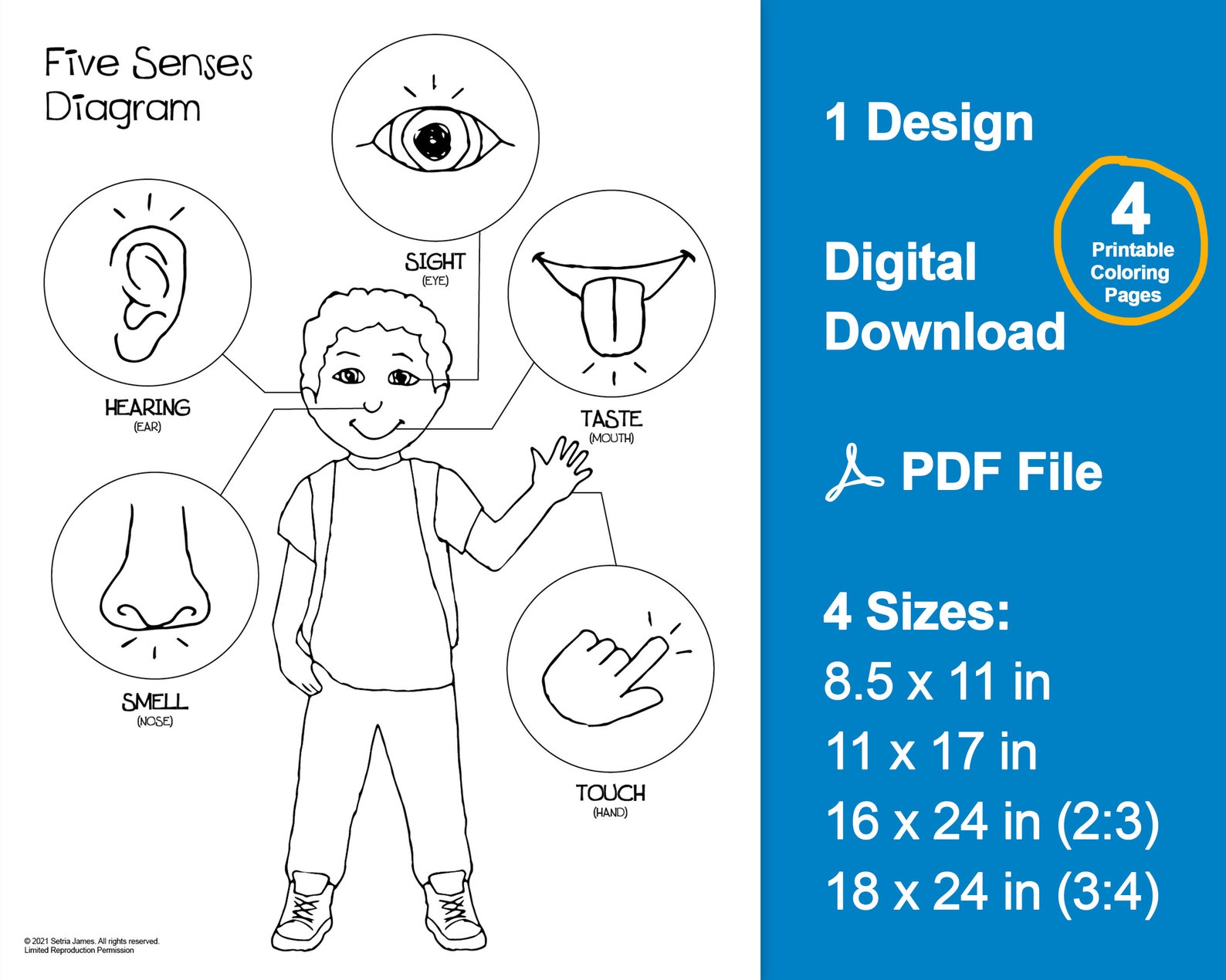 5 Senses Poster Diagram Teacher Poster Decor Digital Download Five ...