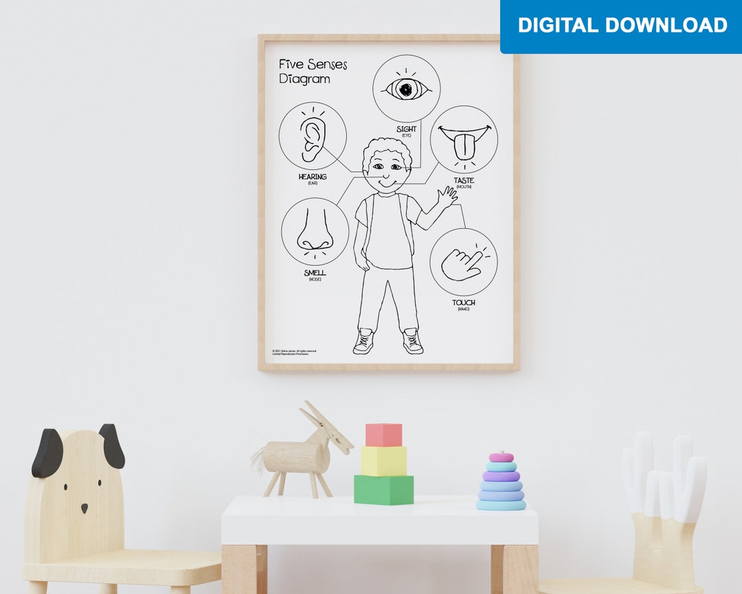5 Senses Poster Diagram Teacher Poster Decor Digital Download Five ...