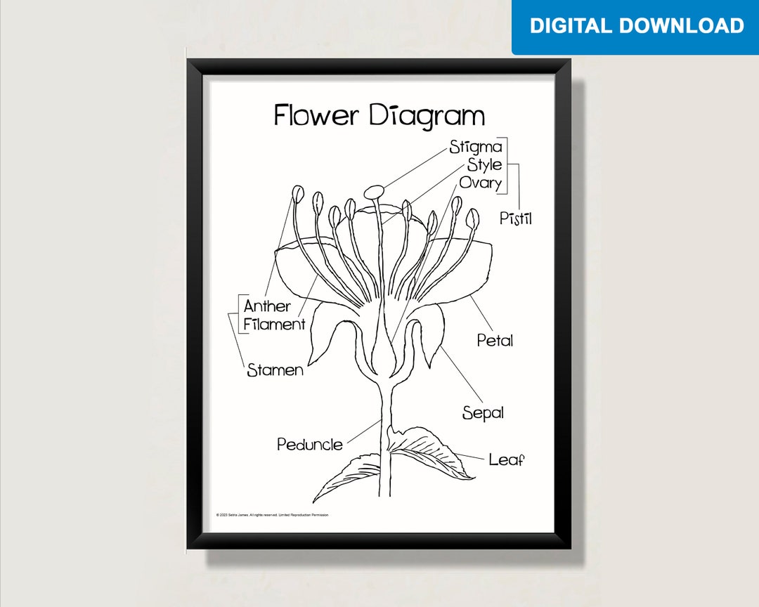 Flower Diagram Poster: Anatomy Coloring Page (digital Download) - Etsy