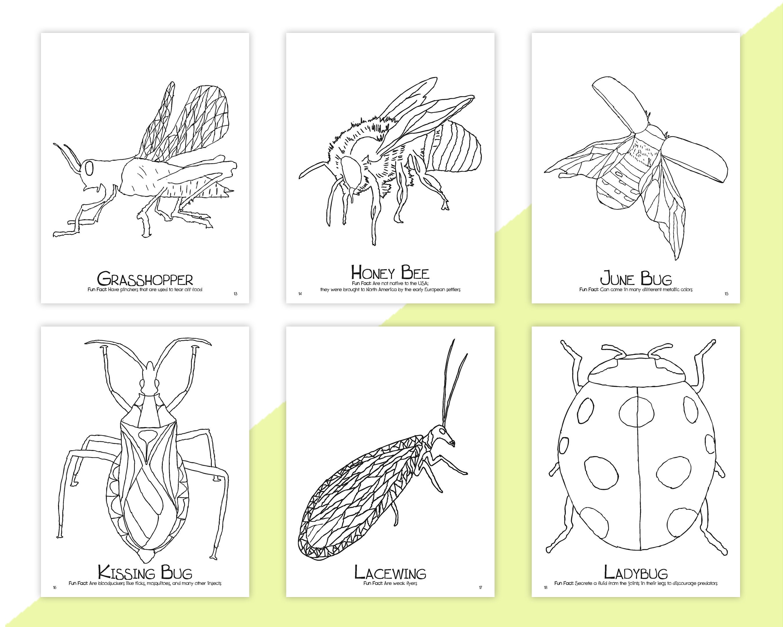 Doodle Insect Coloring Fun Coloring Art Creation Insect Coloring Book ...