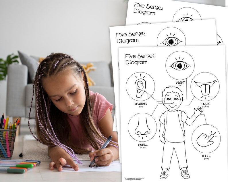 5 Senses Poster Diagram Teacher Poster Decor Digital Download Five ...