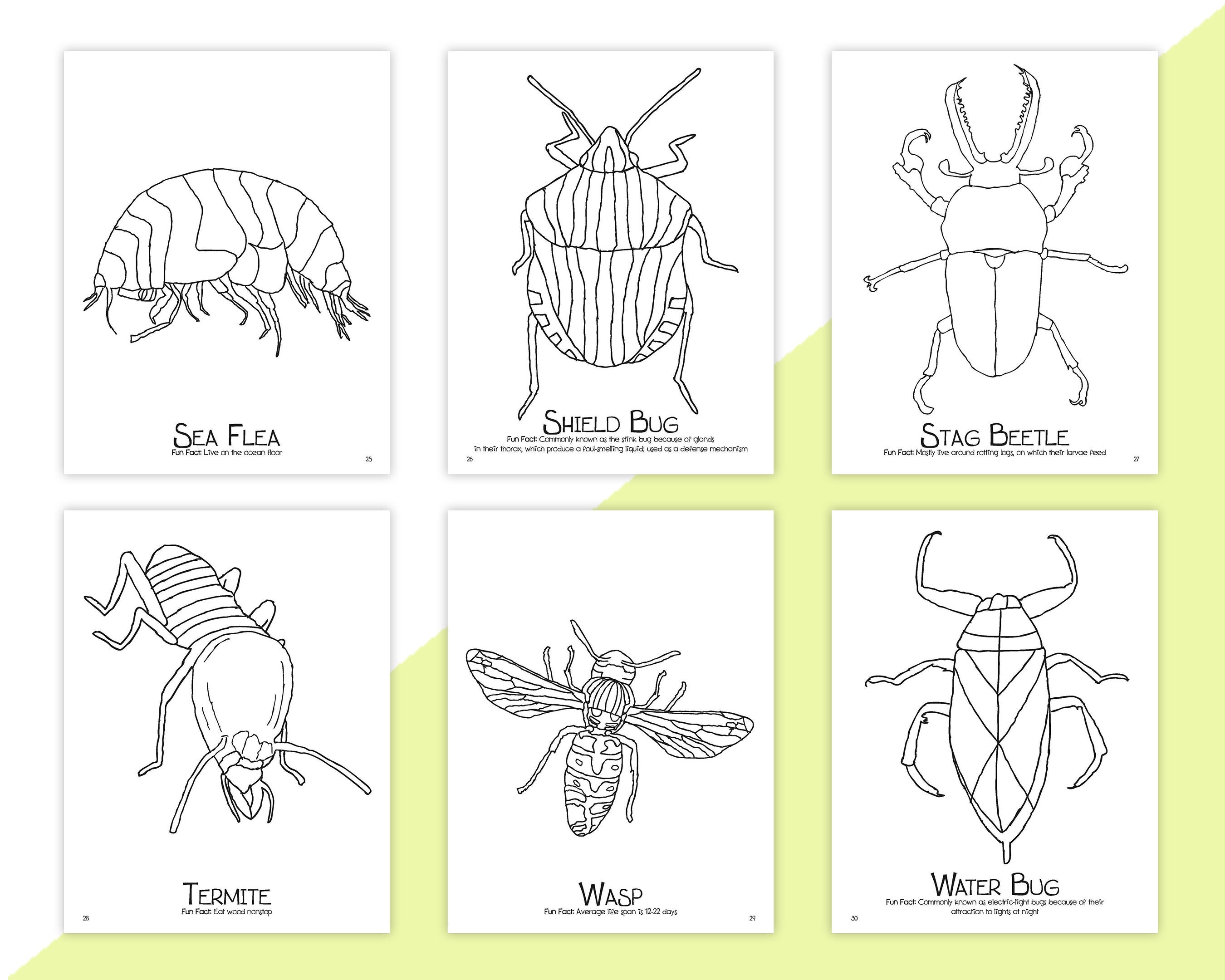 Doodle Insect Coloring Fun Coloring Art Creation Insect Coloring Book ...
