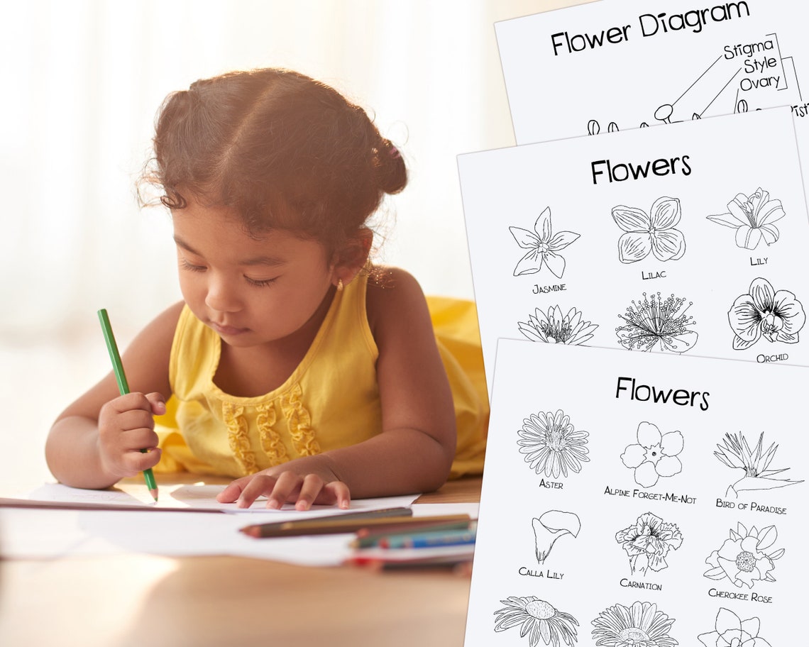 Flower Diagram Poster: Anatomy Coloring Page (digital Download) - Etsy