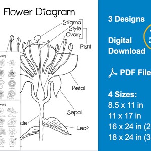 Flower Diagram Poster: Anatomy Coloring Page (digital Download) - Etsy ...