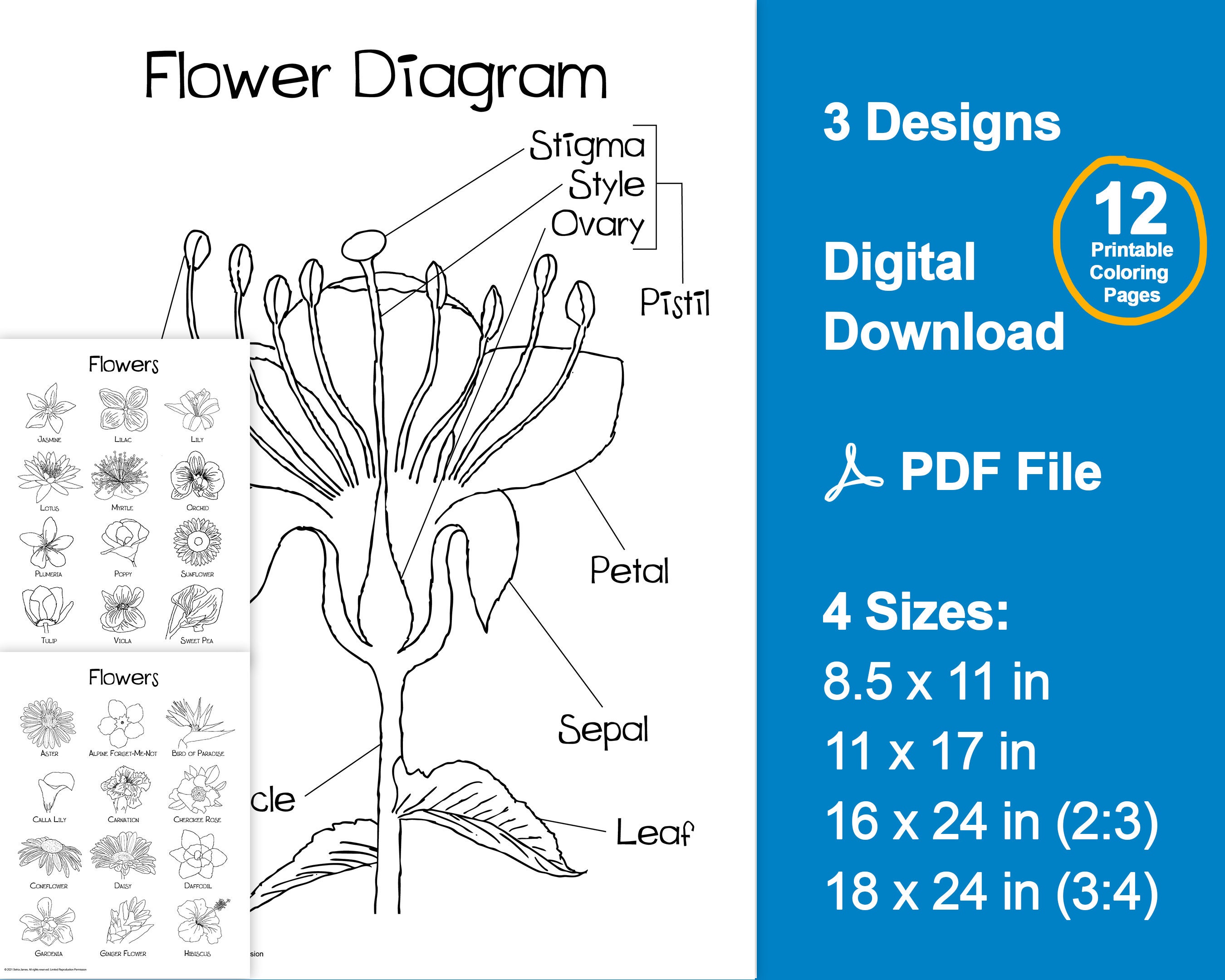 Flower Diagram Poster: Anatomy Coloring Page (digital Download) - Etsy