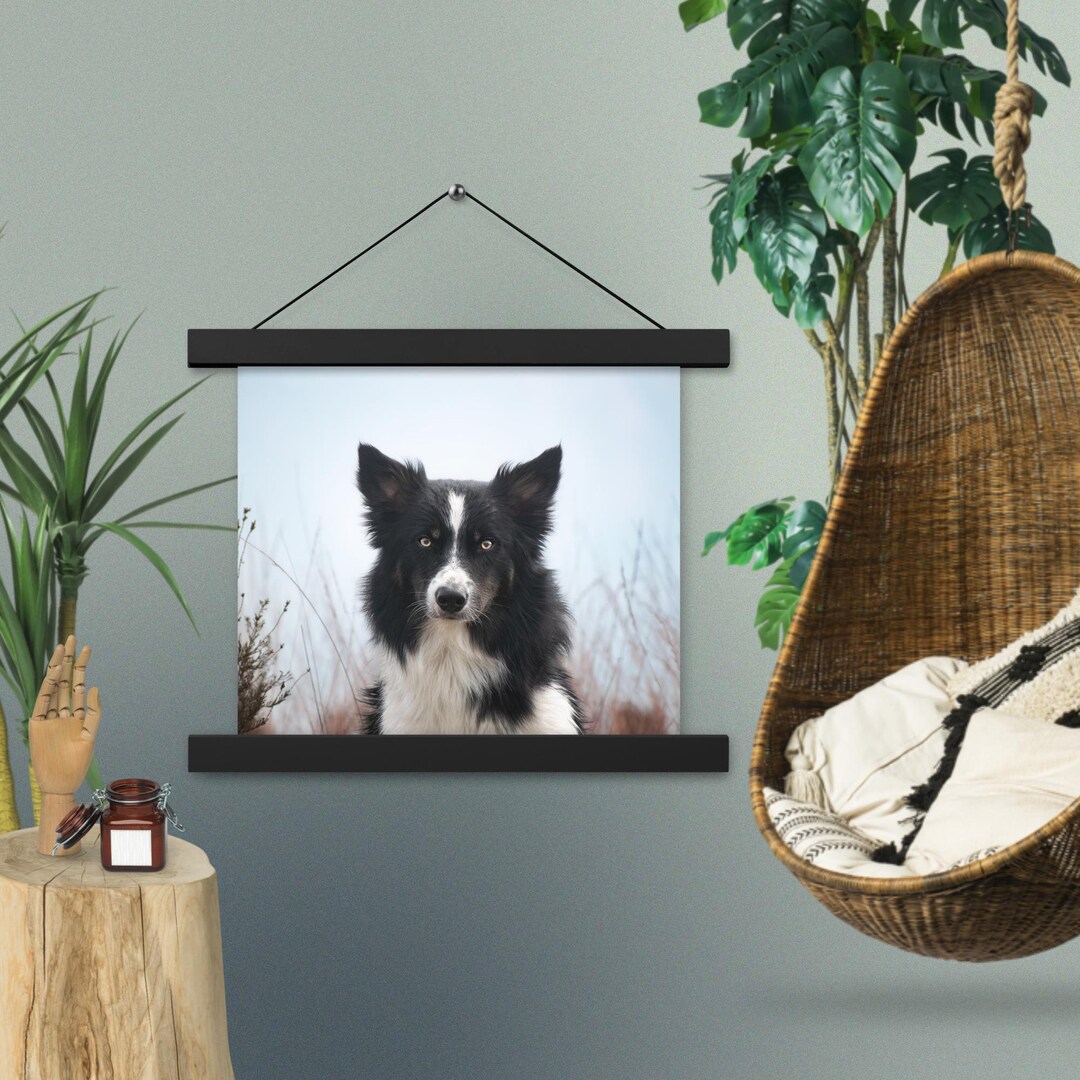 Border Collie Poster bo - Etsy