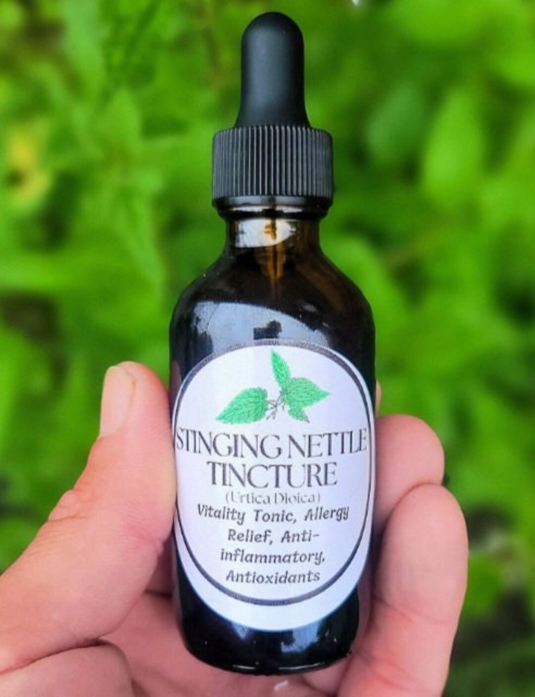 Stinging Nettle Extract, Herbal Nutrition, Herbal Extract, Nettle Leaf ...