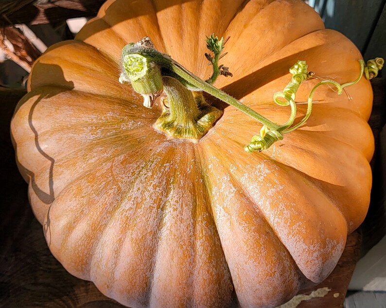 Washington Cheese Pumpkin Seeds - Etsy