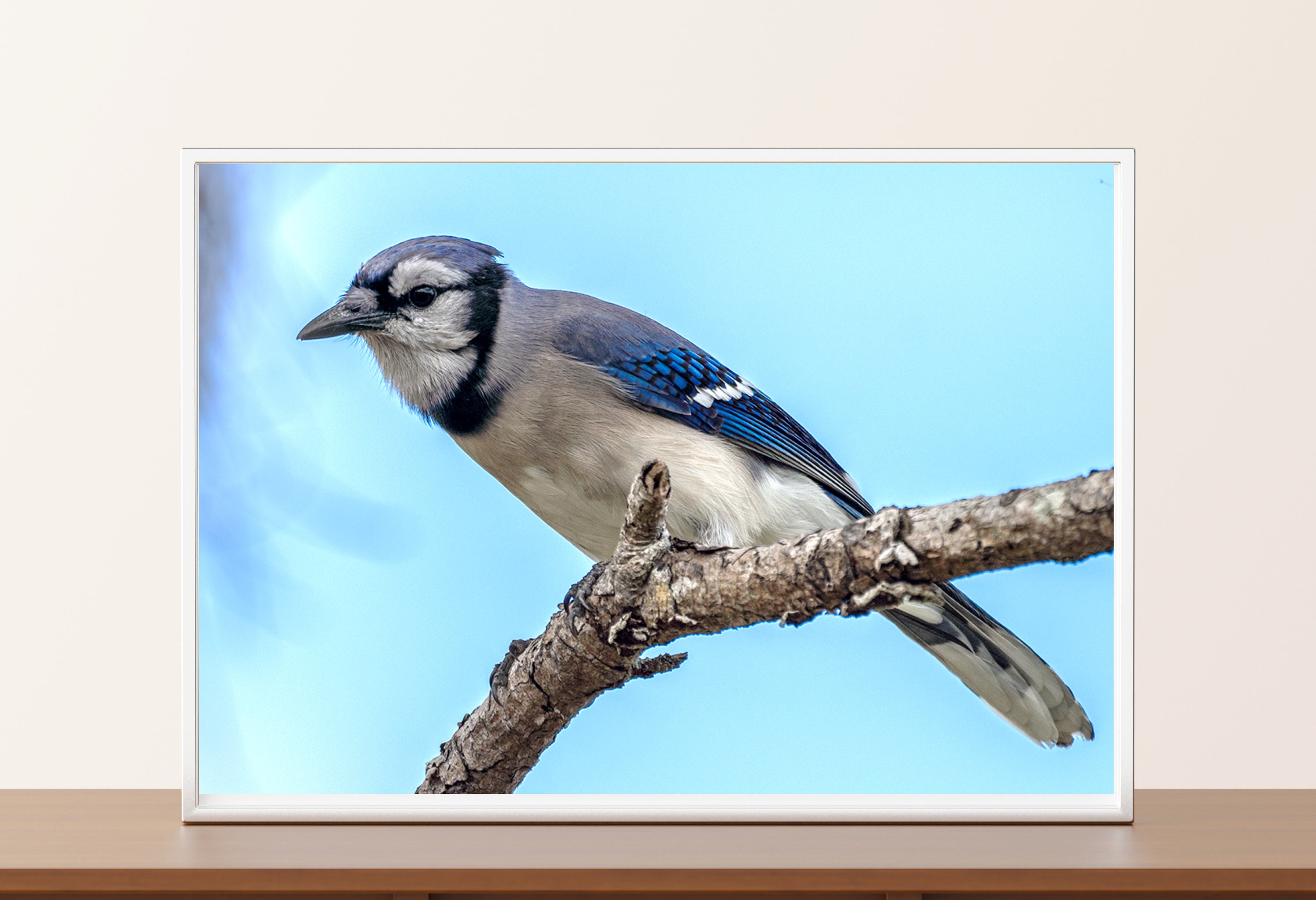 Blue Jay Print, Bird Photography,backyard Bird, Nature Print, Florida ...