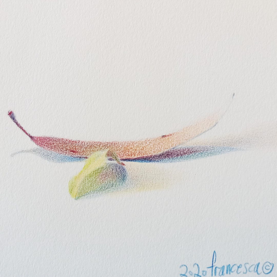 Colored Pencil Still Life: Two Leaves Drawing - Etsy