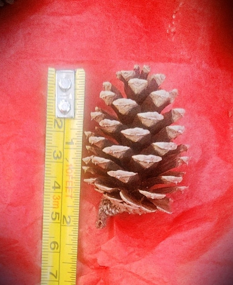 Mini Pine Cones - Etsy