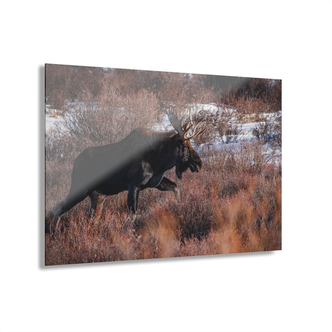 Colorado Bull Moose Acrylic Print: Wildlife Photography Wall Art - Etsy