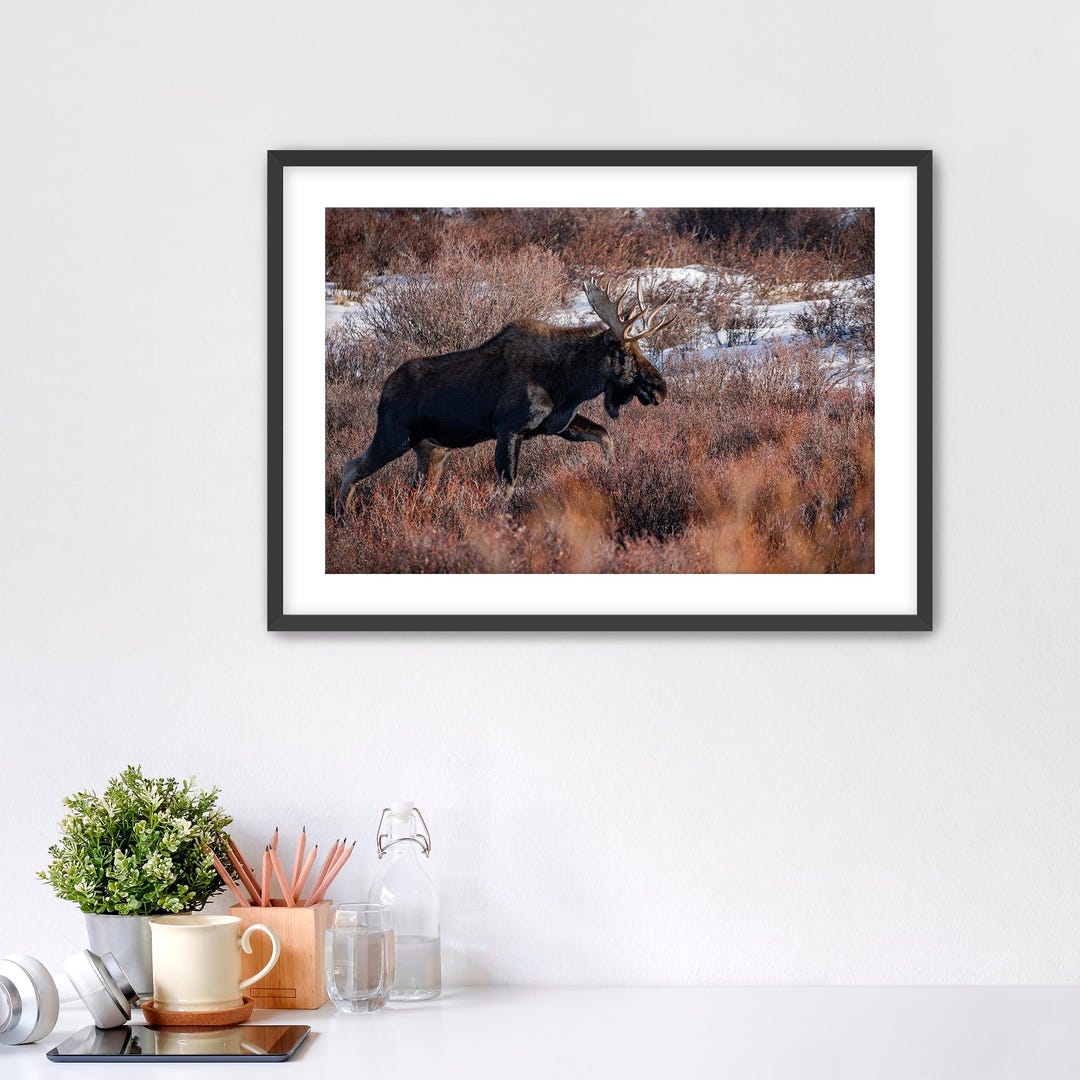 Colorado Bull Moose Photography Print - Framed Wildlife Wall Art - Etsy