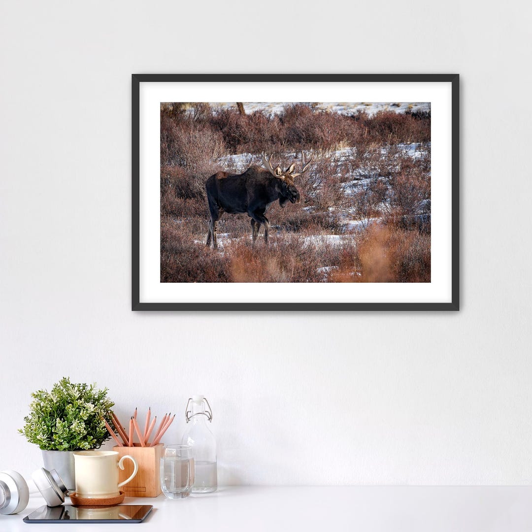 Colorado Bull Moose - Framed Photography, Wall Art, Home Decor ...