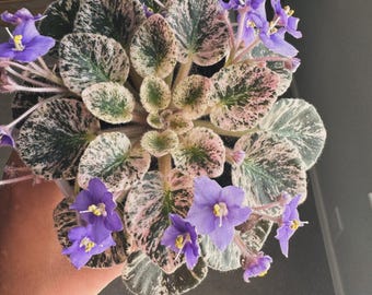 Micro Mini African Violet First Love - Etsy