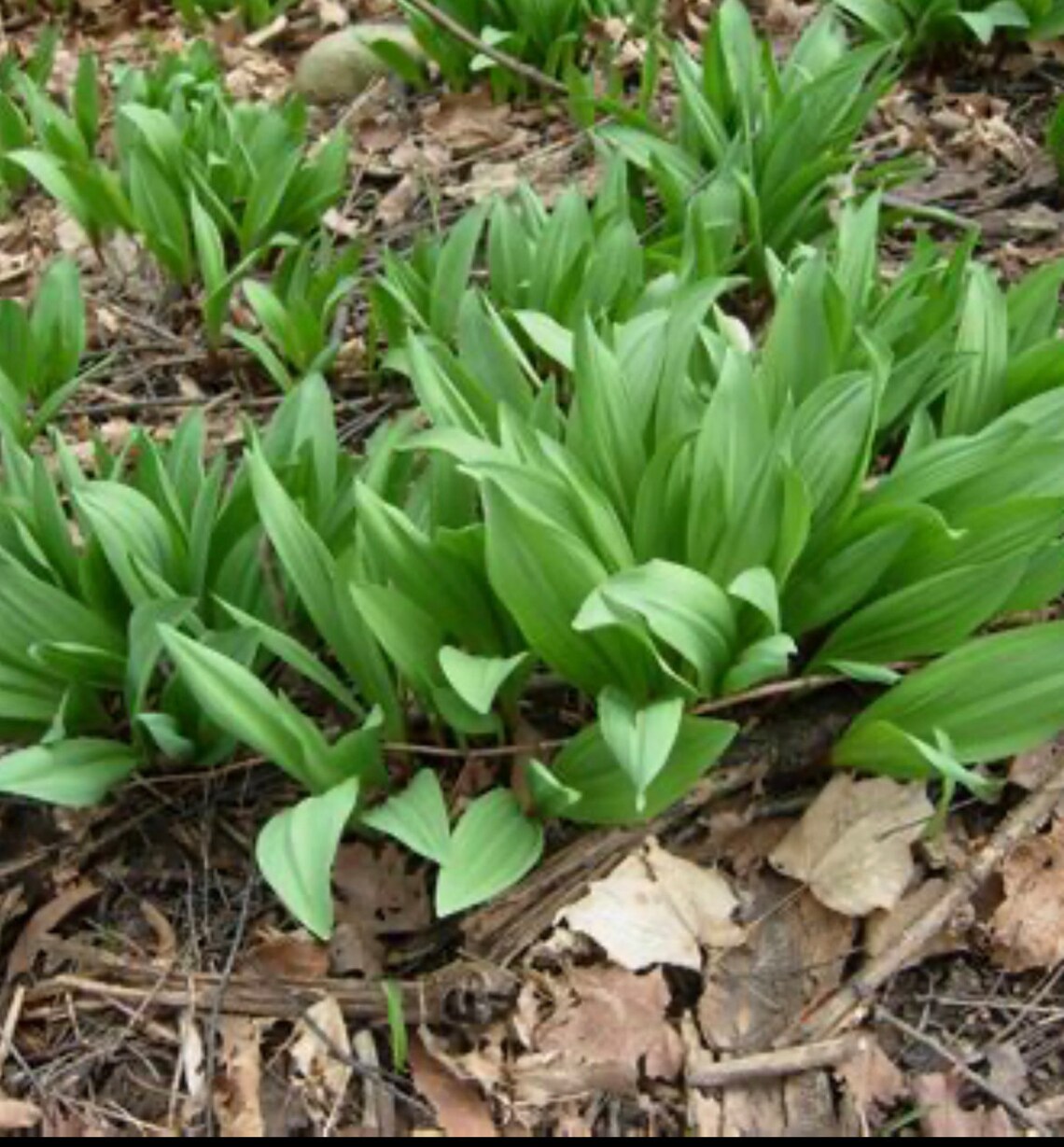 Wild Leek: Bulbs 25 - Etsy Canada