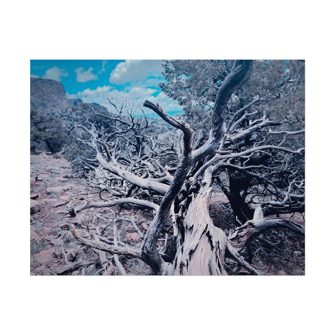 Weathered Tree Trunk Under Blue Sky Textured Watercolor Matte Poster - Etsy