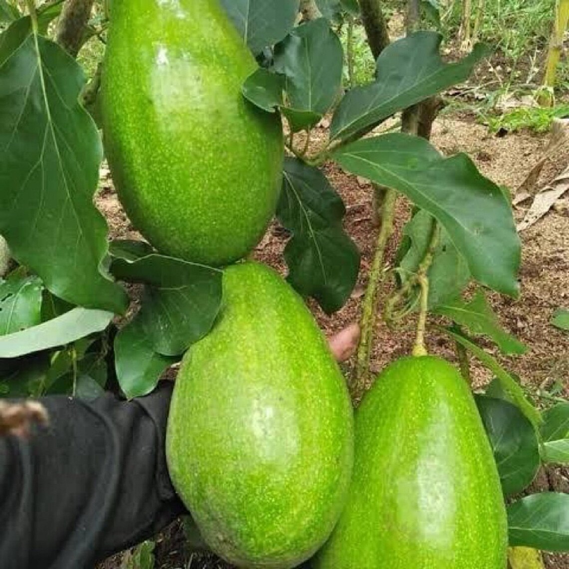 Grafted Avocado Markus Fruit Tree Plant Quickly Bear Fruit Best Sellers ...