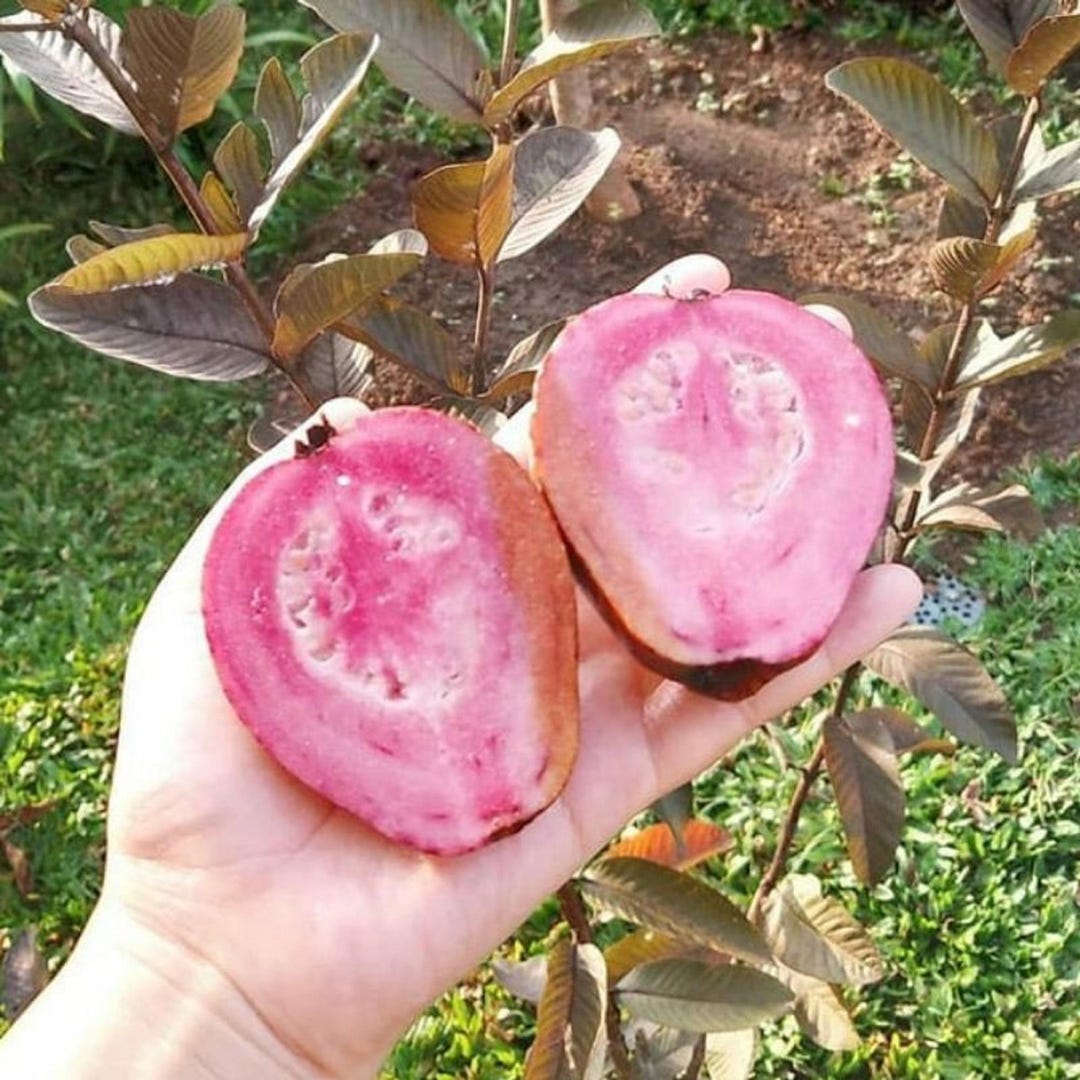 Grafted Guava Red Japan Fruit Tree Plant Quickly Bear Fruit Fast ...