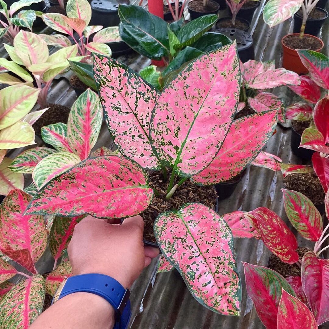 Aglaonema Ruby Fanta Very Unique Leaves Free Phytosanitary - Etsy