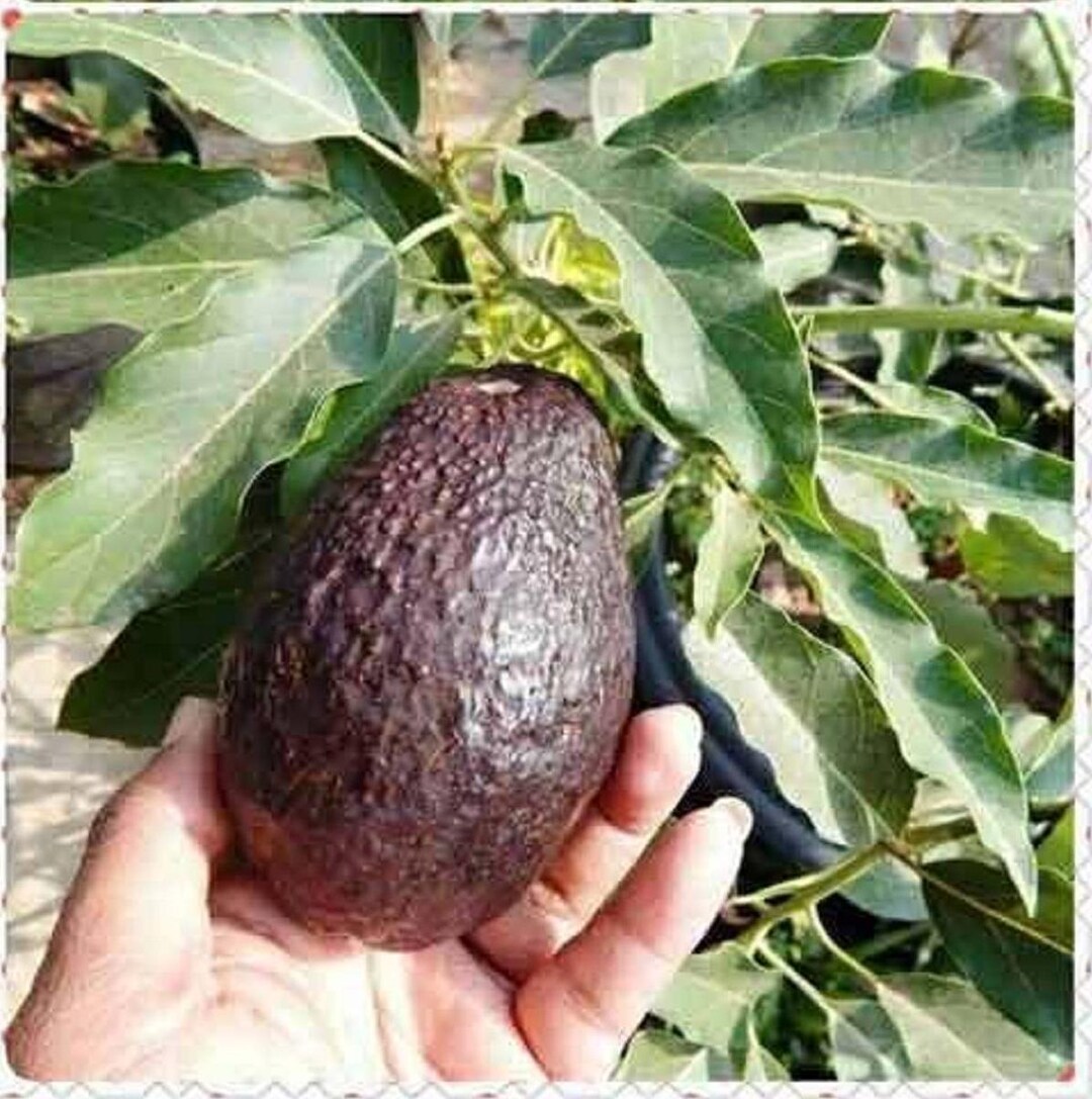 Grafted Avocado Hass Fruit Tree Plant Quickly Bear Fruit Best Sellers ...