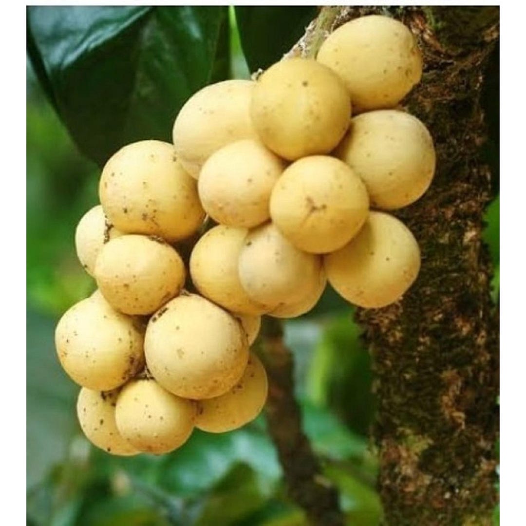 Grafted Langsat Seedless Fruit Tree Plant Quickly Bear Fruit Best ...
