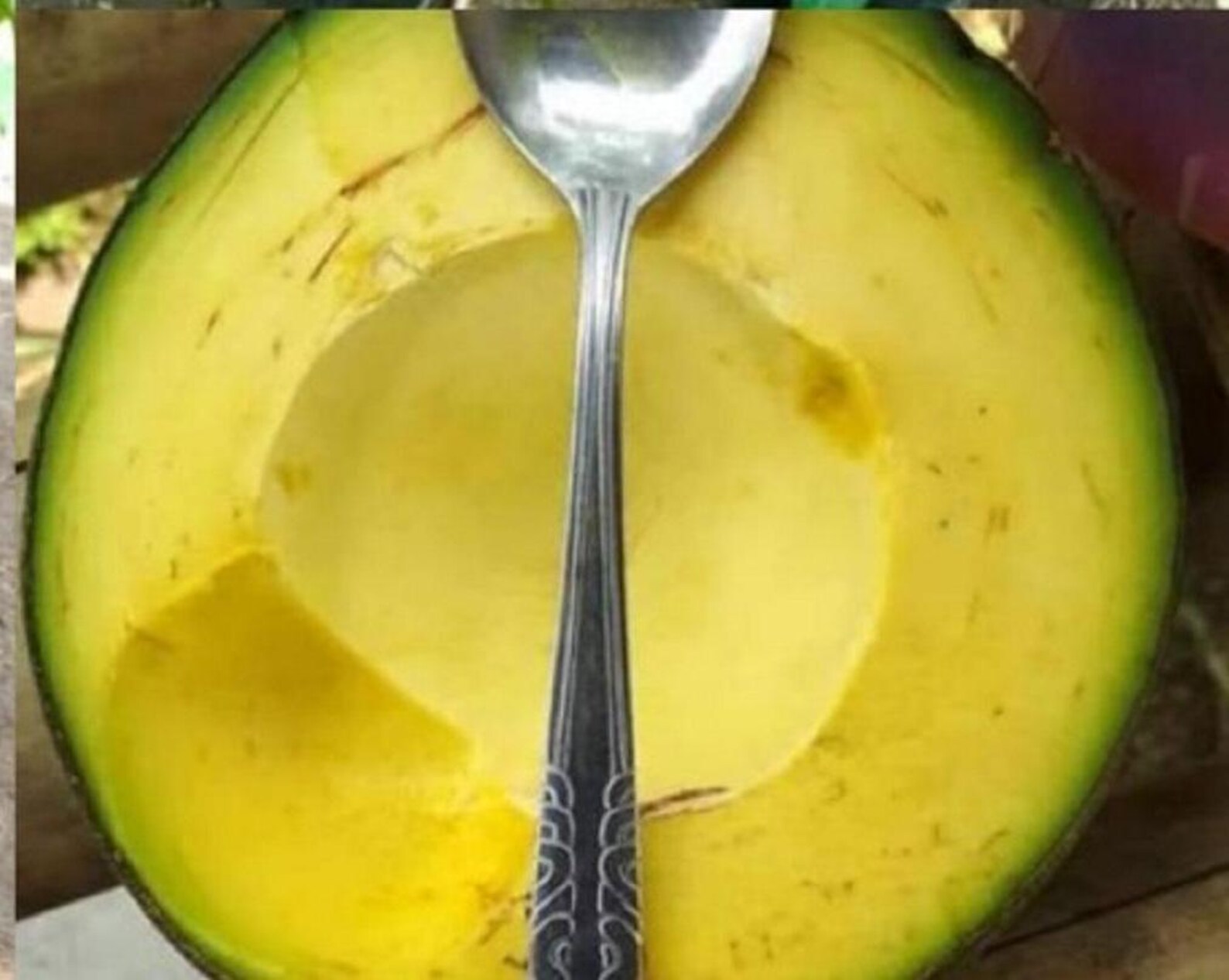 Grafted Avocado Markus Fruit Tree Plant Quickly Bear Fruit Best Sellers ...