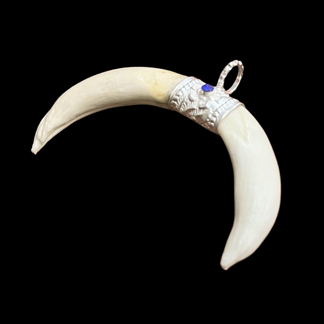 Jangli Soor Dand Pendant, Real Pig Tooth, Sikh Authentic Pendent, Evil ...
