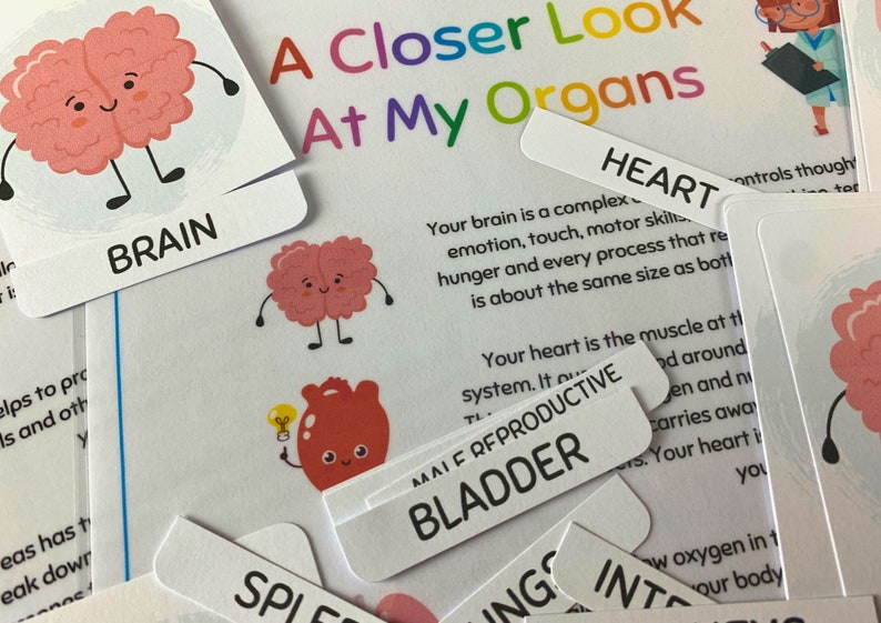 My Organs & Flashcards Human Anatomy Learning Resource - Etsy Australia