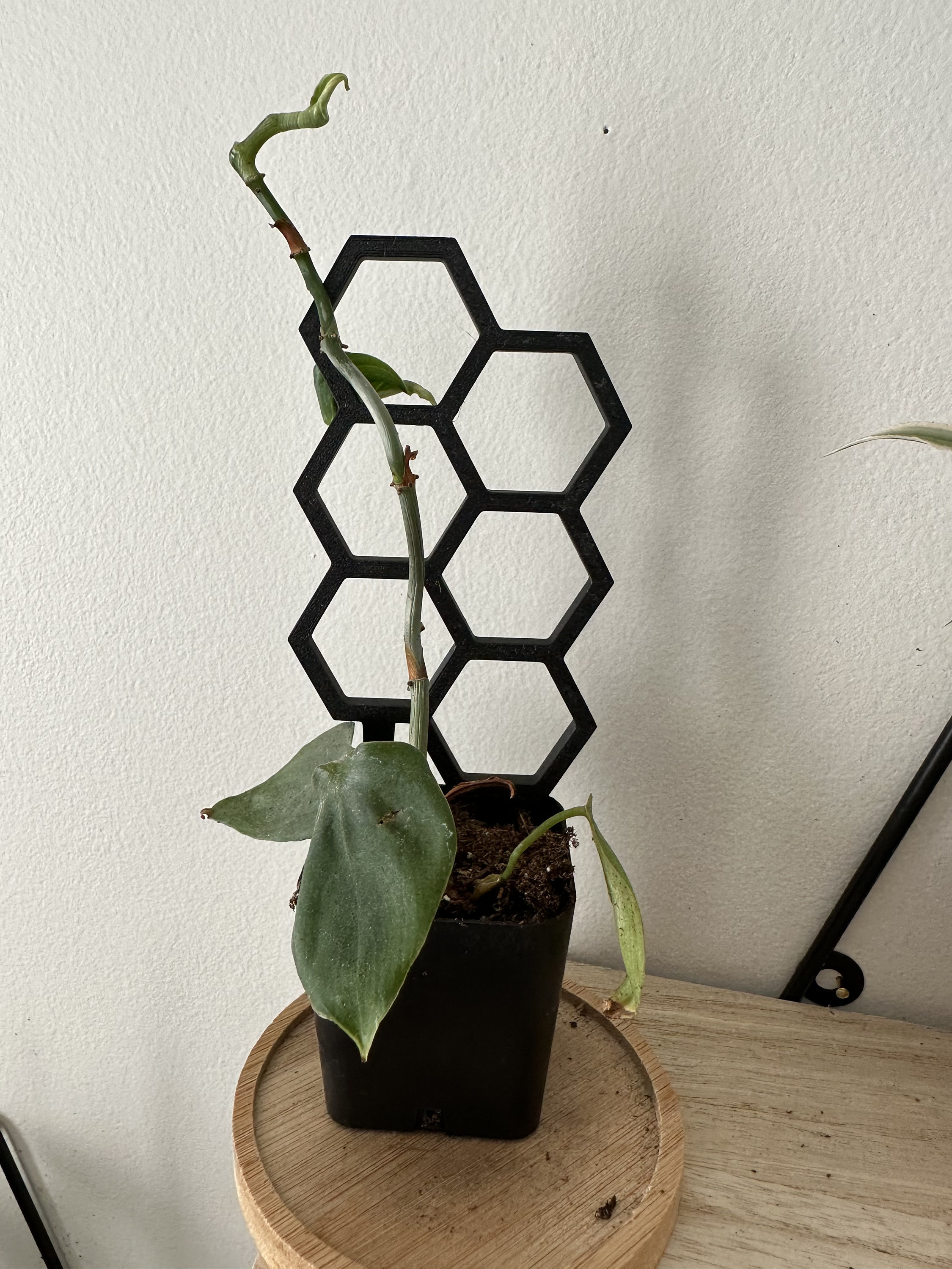 Hexagon Plant Trellis / Geometric 2D Moss Pole / Totem / Plant Support ...