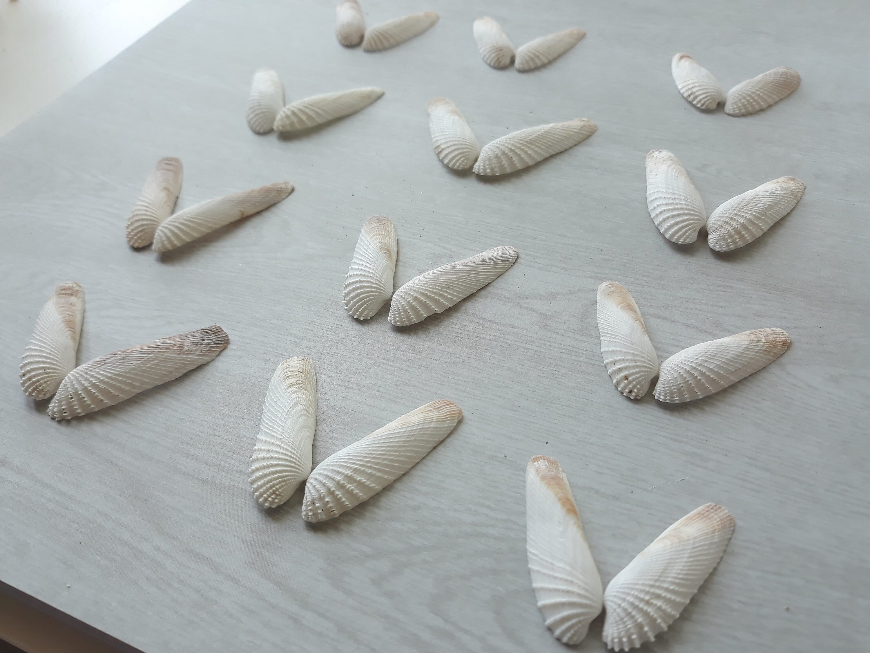 12 Single Pcs. False Angel Wing Seashell 1 1/21 - Etsy