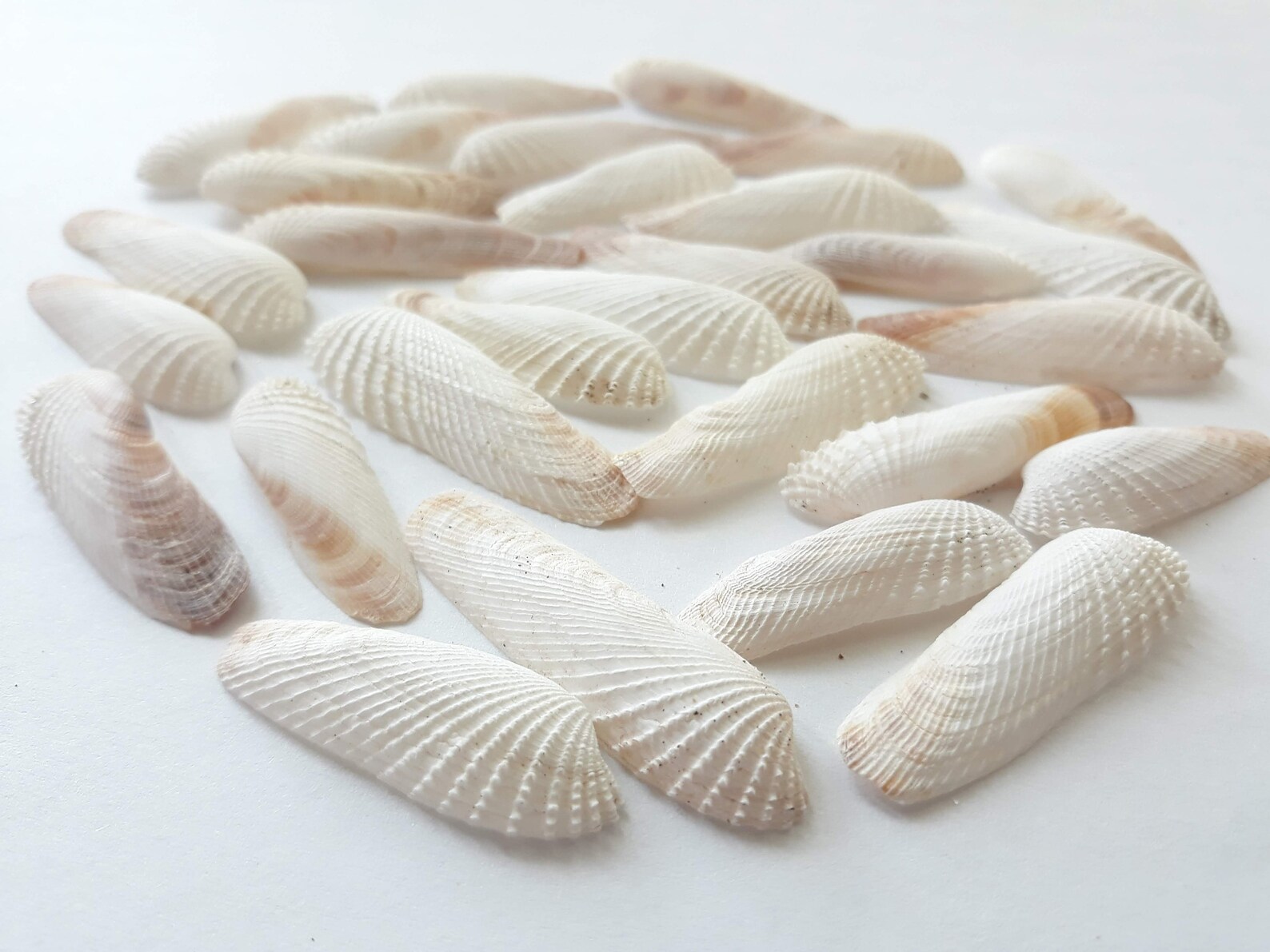 12 Single Pcs. False Angel Wing Seashell 1 1/21 - Etsy