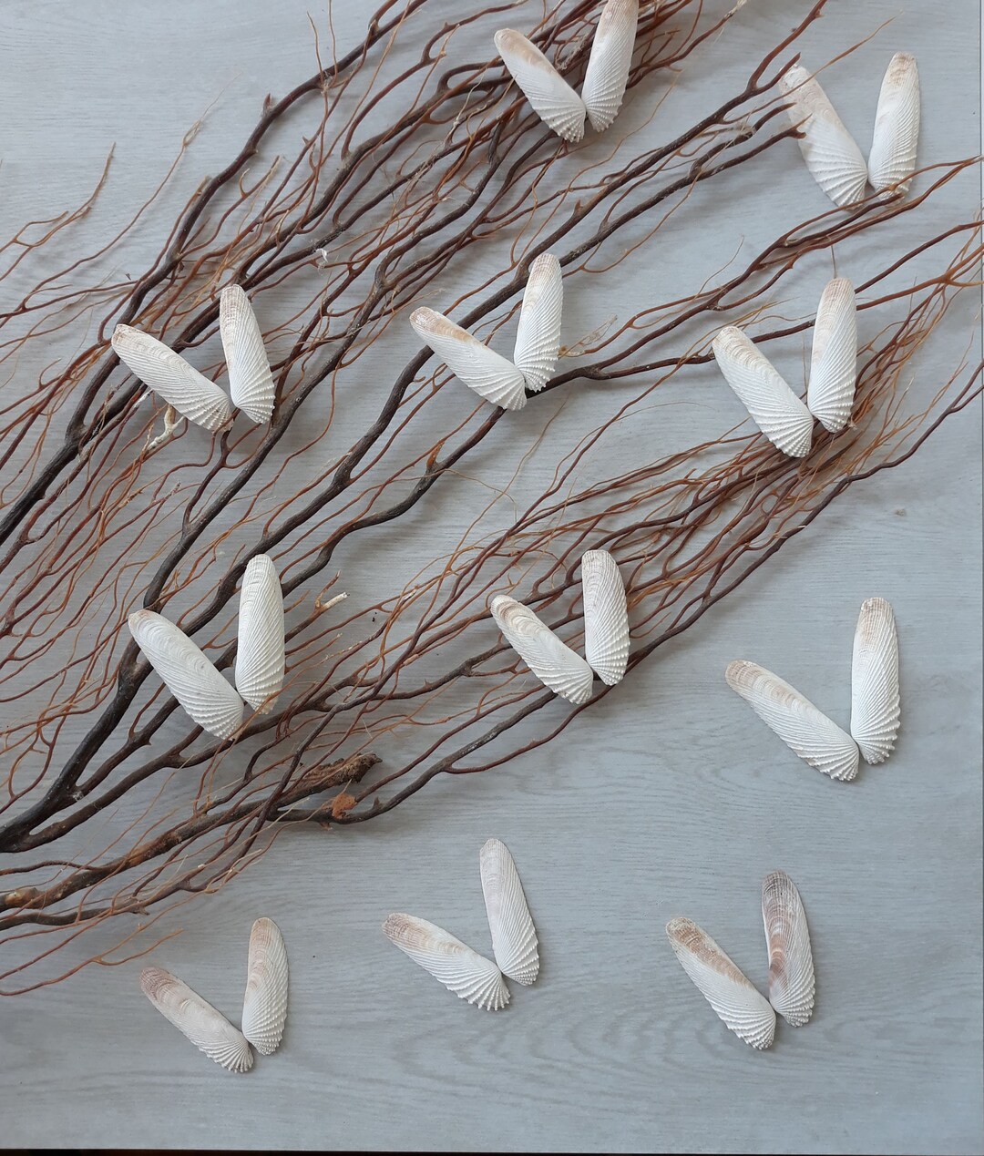 12 Single Pcs. False Angel Wing Seashell 1 1/21 - Etsy