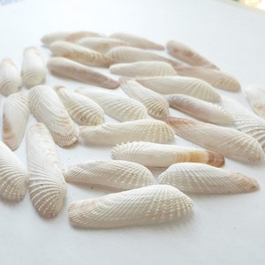 12 Single Pcs. False Angel Wing Seashell 1 1/21 - Etsy