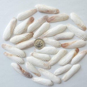 12 Single Pcs. False Angel Wing Seashell 1 1/21 - Etsy