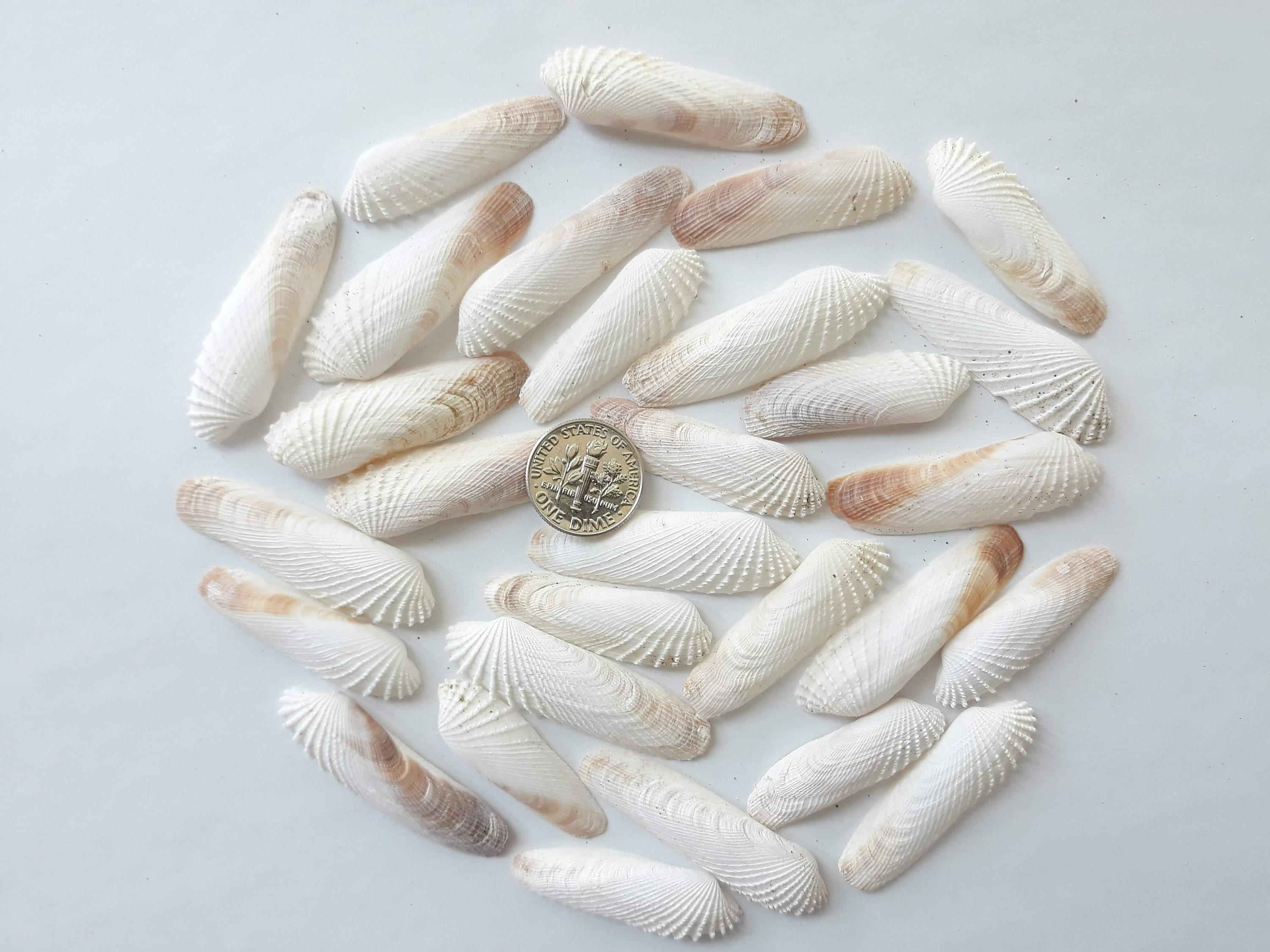 12 Single Pcs. False Angel Wing Seashell 1 1/21 - Etsy